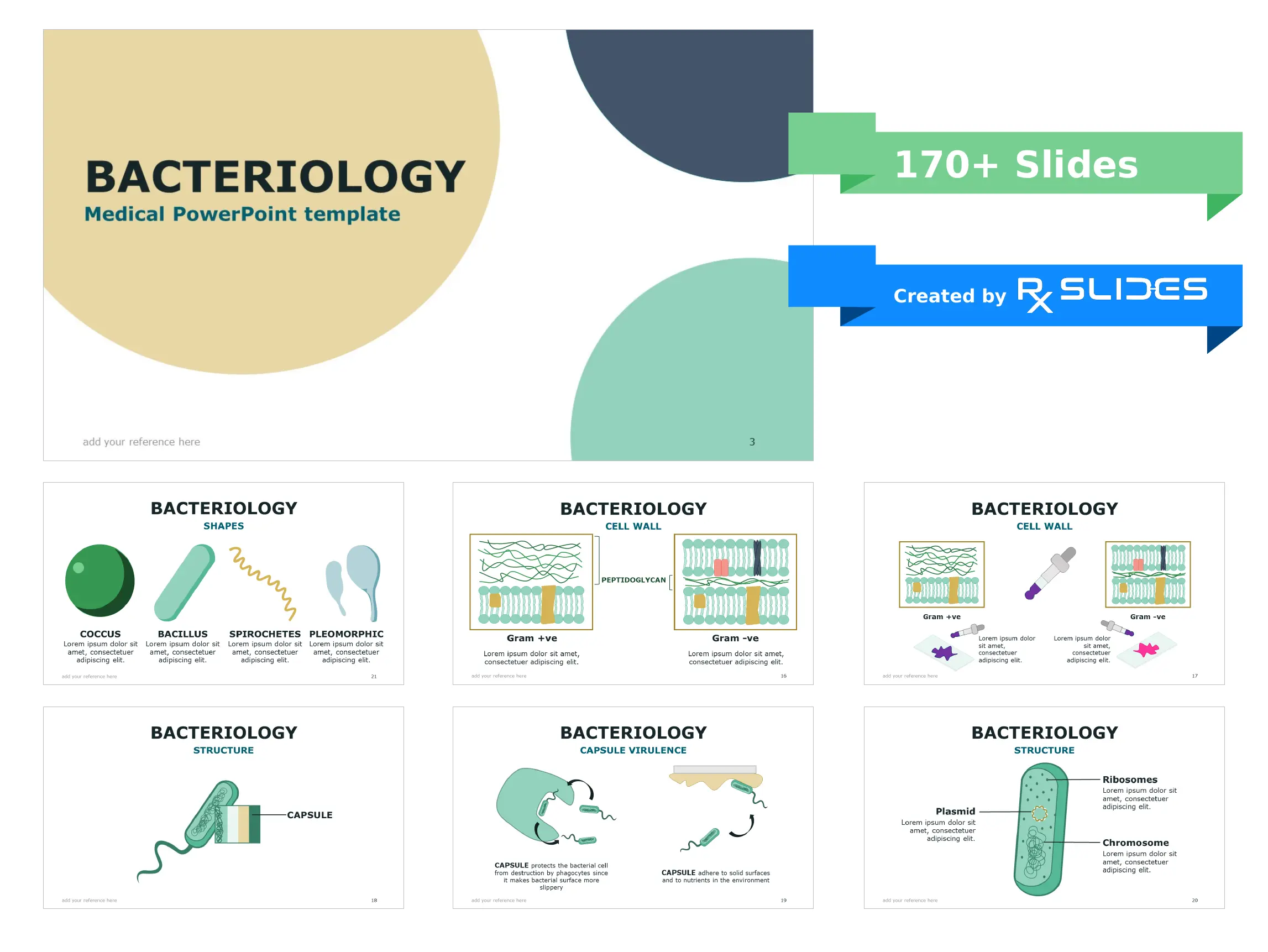 Download Bacteriology PowerPoint Template |RxSlides